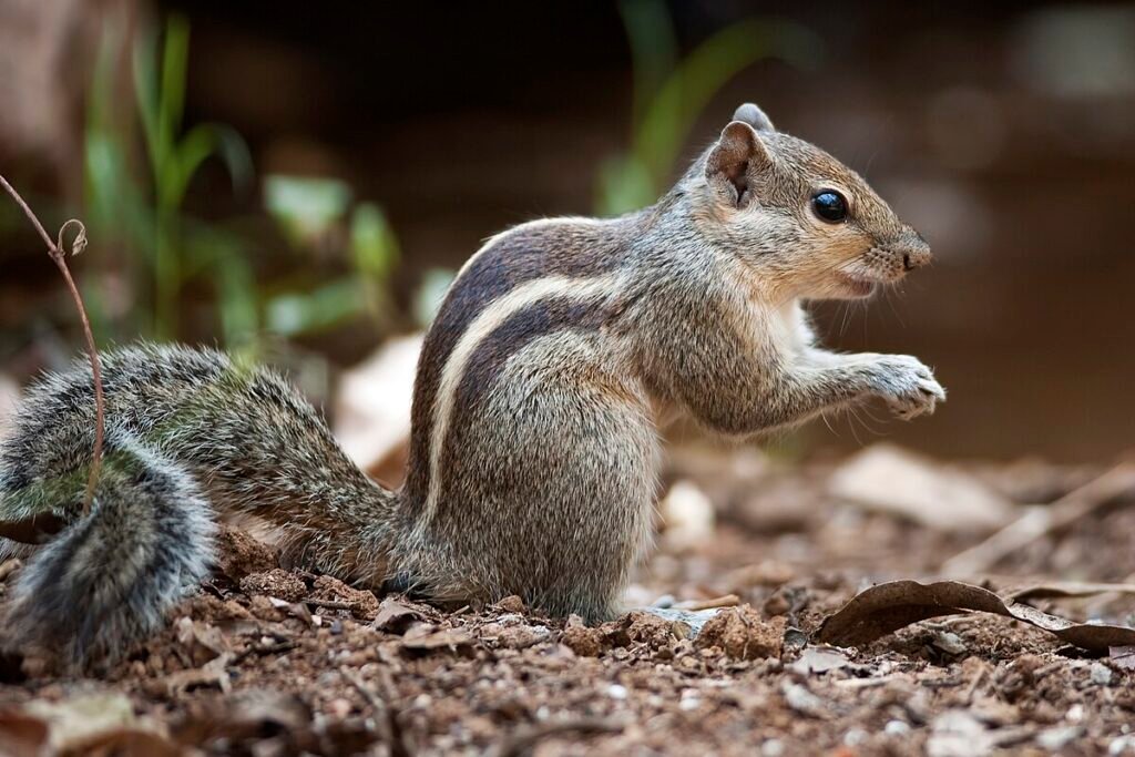 Squirrels have become carnivorous hunters
